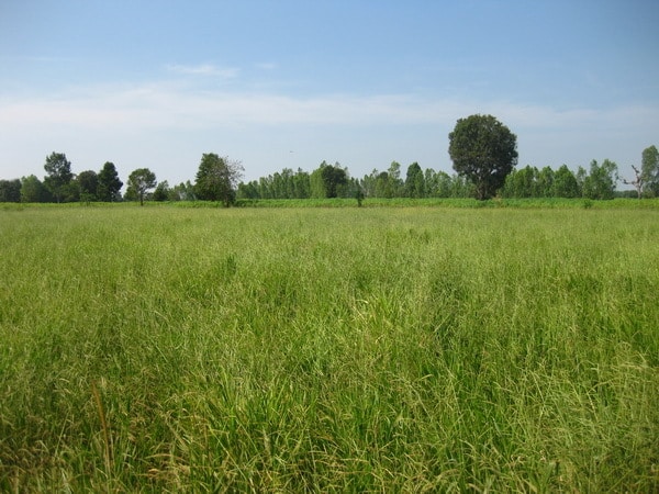 Cayman grass (Brachiaria hybrid) - Tropical SeedsTropical Seeds