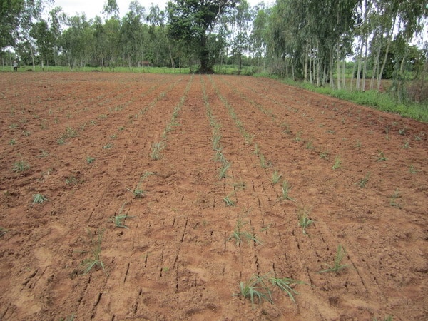 Cayman grass (Brachiaria hybrid) - Tropical SeedsTropical Seeds
