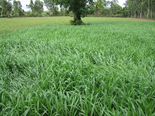 Cayman grass (Brachiaria hybrid) - Tropical SeedsTropical Seeds