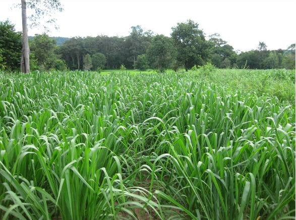 Mombasa Grass (Panicum maximum) - Tropical SeedsTropical Seeds