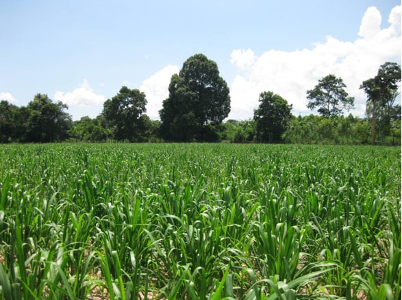 Siambaza - Mombasa Grass (Panicum maximum) - Tropical SeedsTropical Seeds