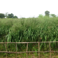 Siambaza - Mombasa Grass (Panicum maximum) - Tropical SeedsTropical Seeds
