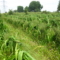 Siambaza - Mombasa Grass (Panicum maximum) - Tropical SeedsTropical Seeds