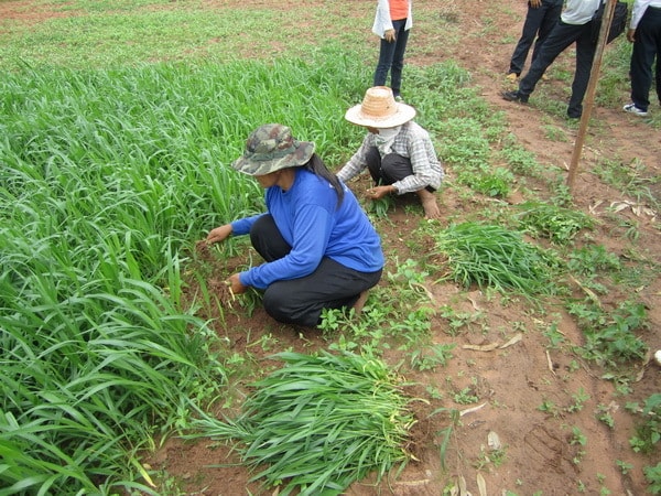 Cayman grass (Brachiaria hybrid) - Tropical SeedsTropical Seeds