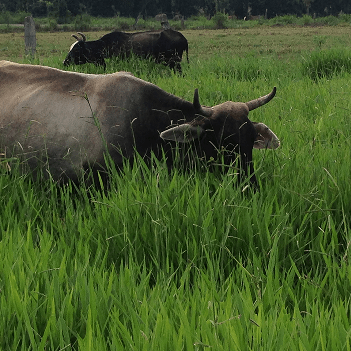 Cobra Brachiaria Hybrid - Varietis - Tropical SeedsTropical Seeds