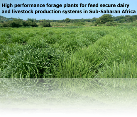 High Performance Forage Plants for AfricaPlantas de Forraje de Alto ...
