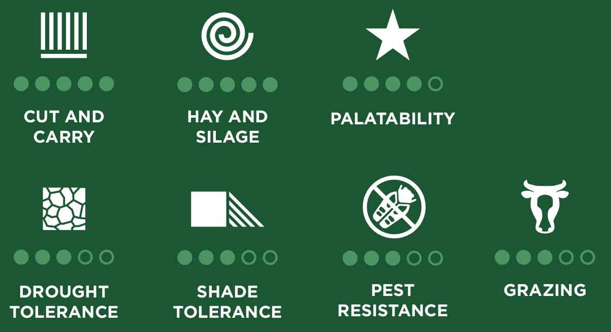 Mombasa Grass (Panicum siambasa) - 1Kg | Pasture/Fodder | Agroduka Limited